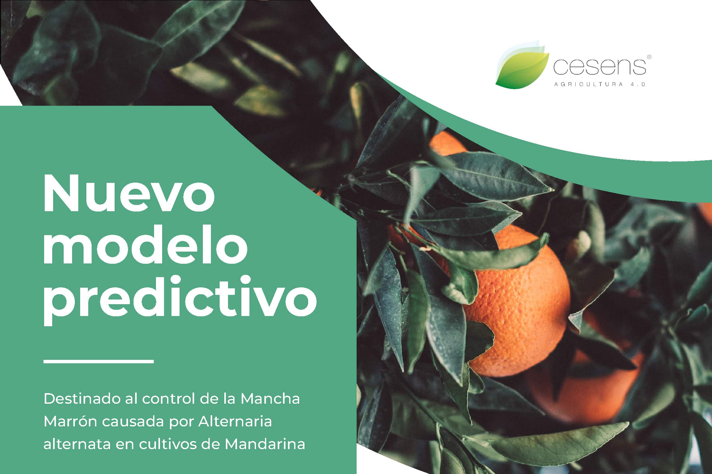 Nuevo modelo predictivo destinado al control de la Mancha Marrón